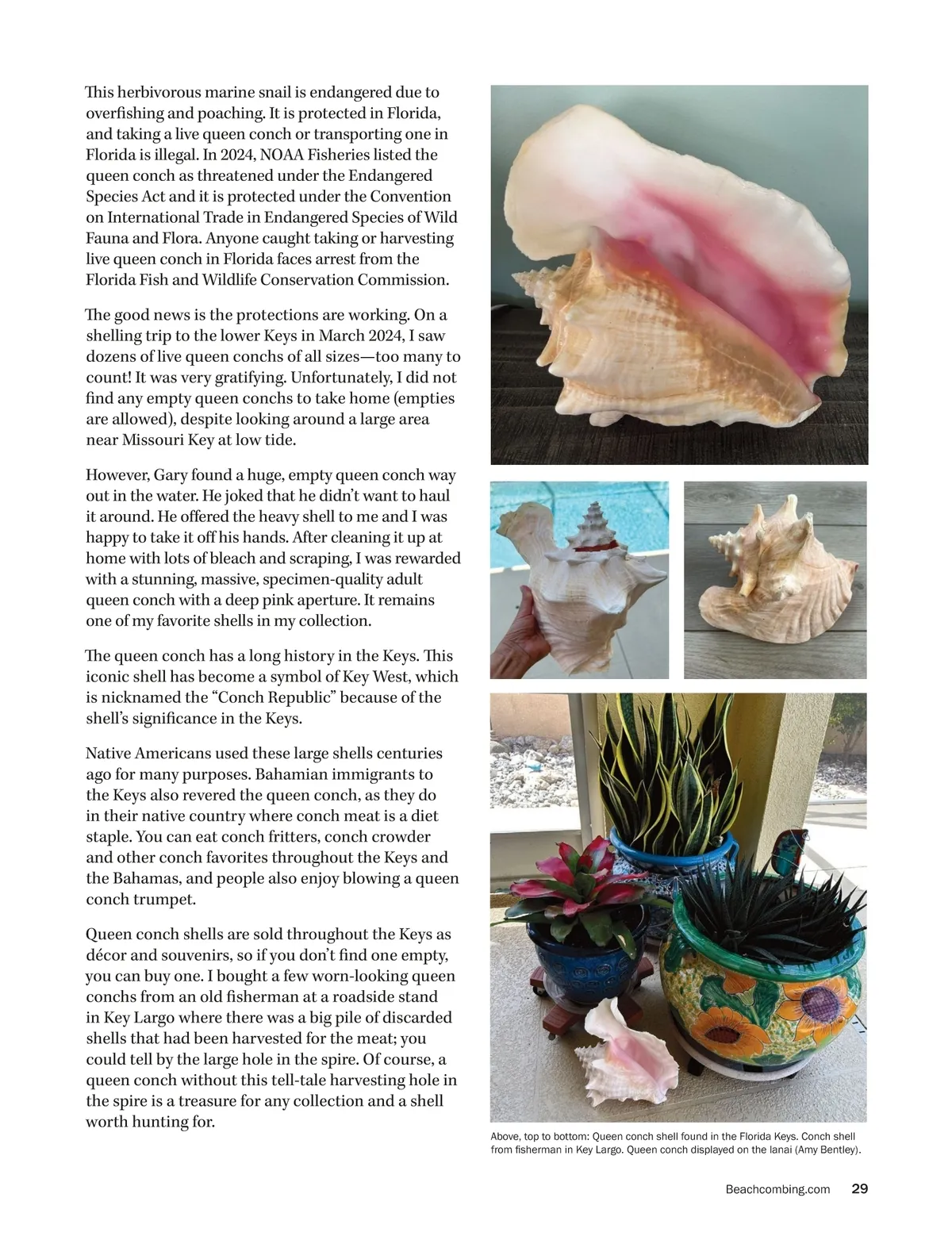 Beachcombing Magazine July/August 2025 Page 28